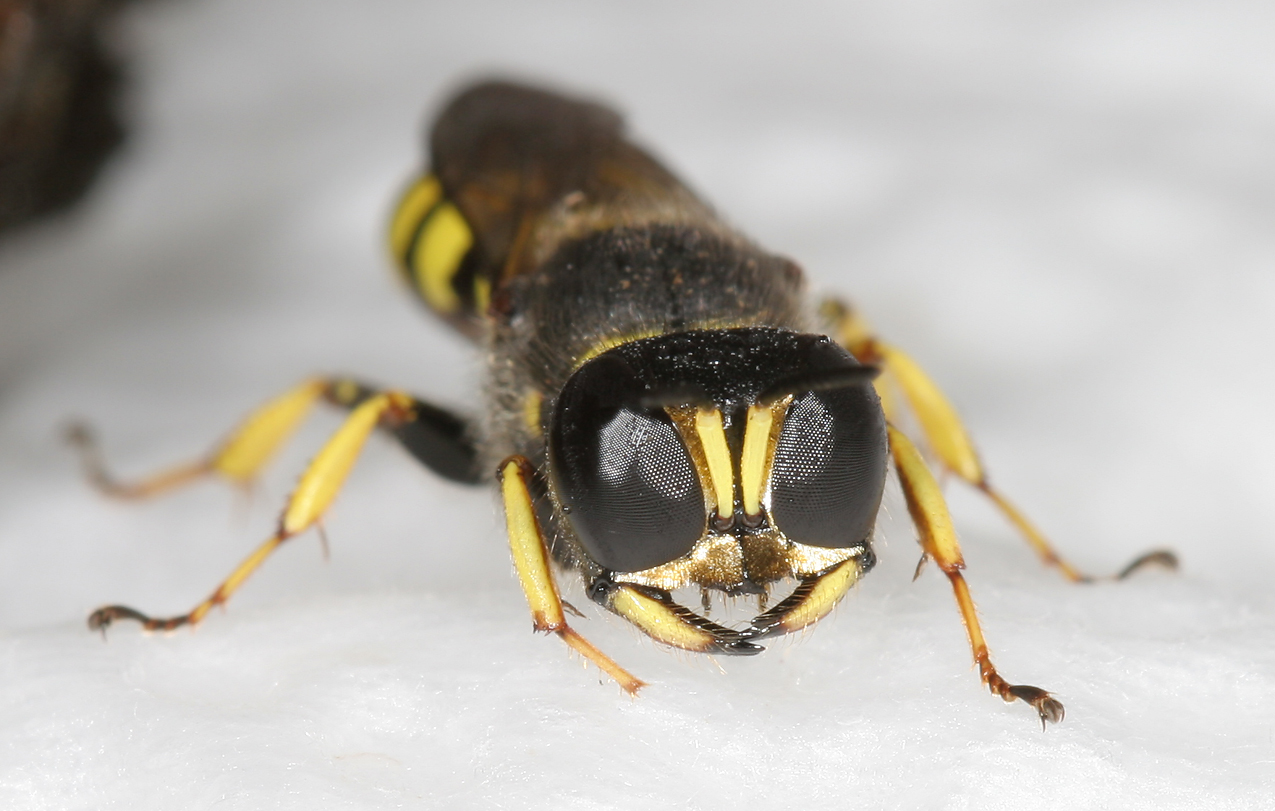 Ectemnius cavifrons | BWARS